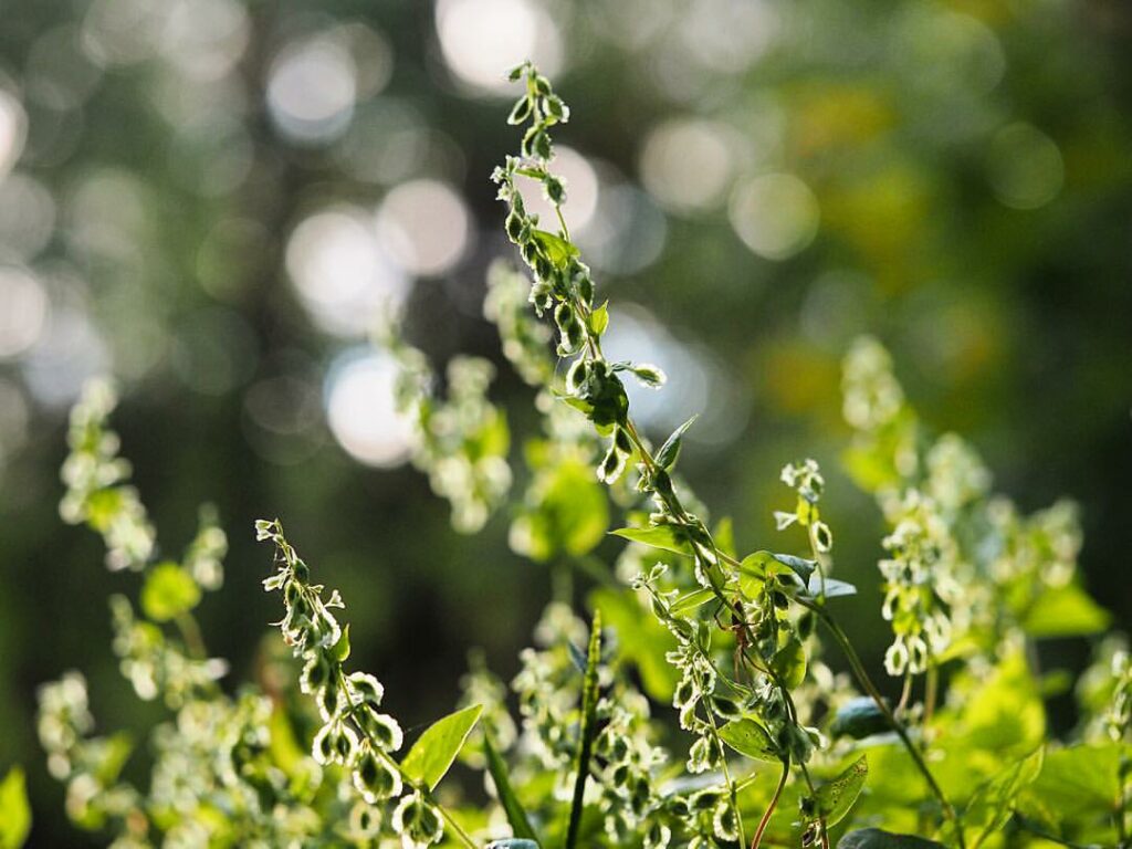 October 11, 2015 – WildPortraits